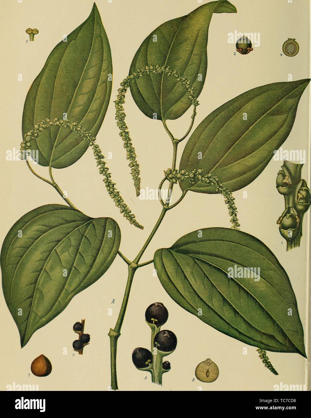 Engraved drawing of the Black Pepper (Piper nigrum), from the book ...