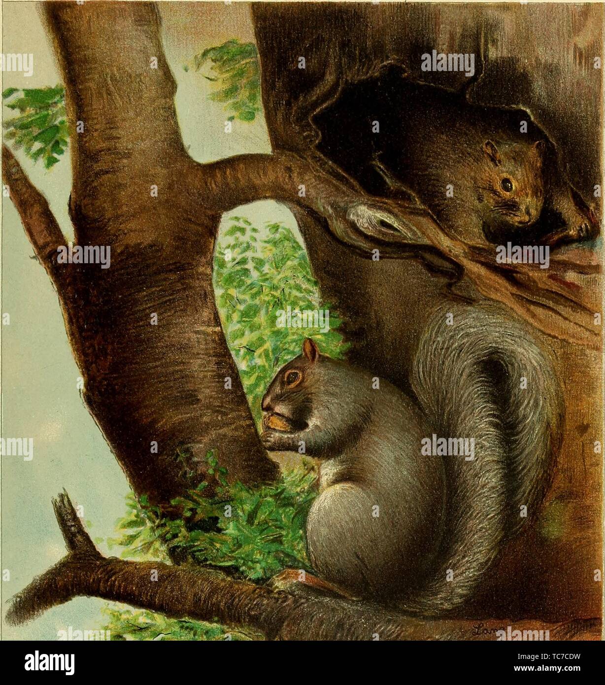 Eastern Gray Squirrel Drawing