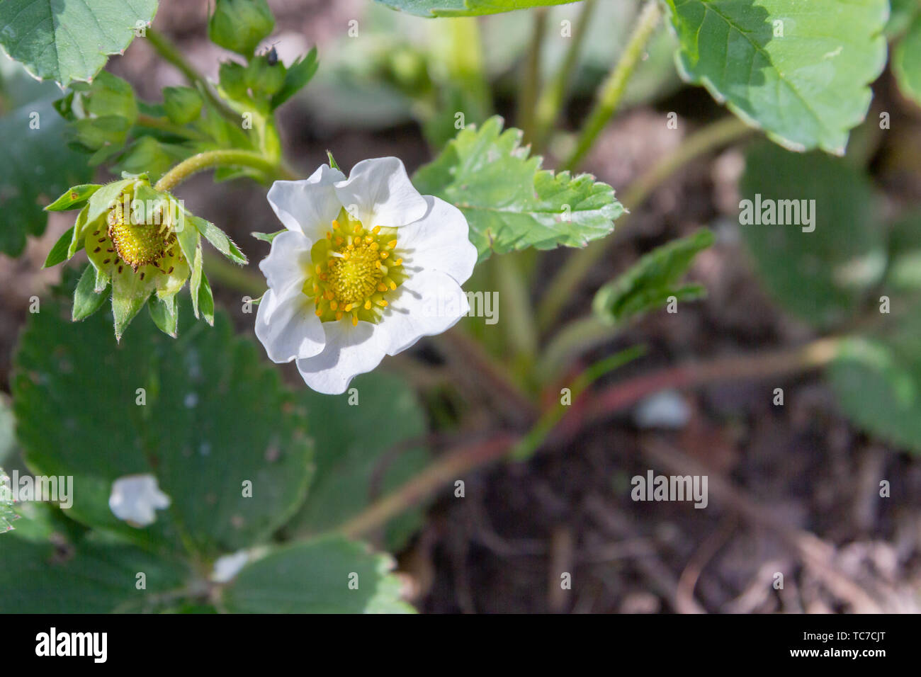 Strawberries bloom in the garden in early summer Stock Photo - Alamy