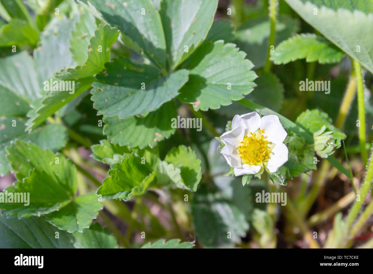 Strawberries bloom in the garden in early summer Stock Photo - Alamy