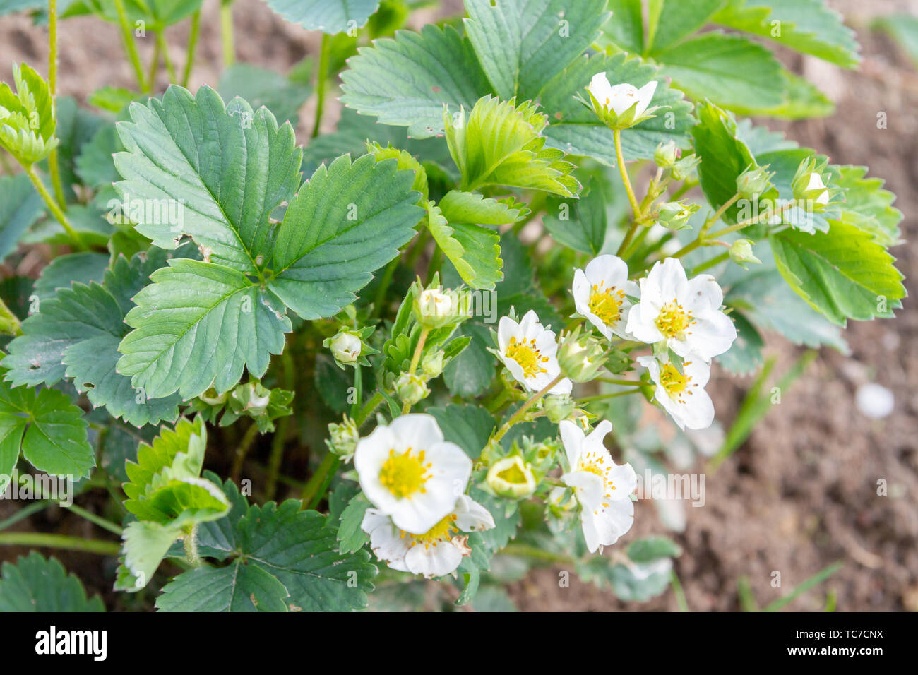 Strawberries bloom in the garden in early summer Stock Photo - Alamy