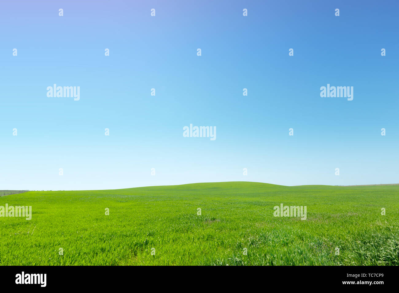 beautiful Green field Stock Photo - Alamy