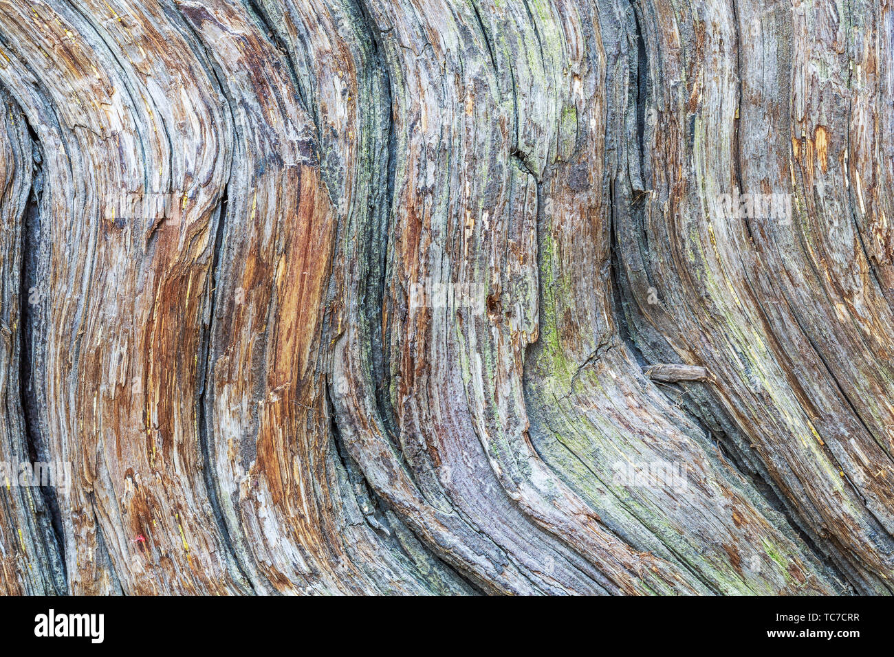 Ancient cypress bark texture Stock Photo - Alamy