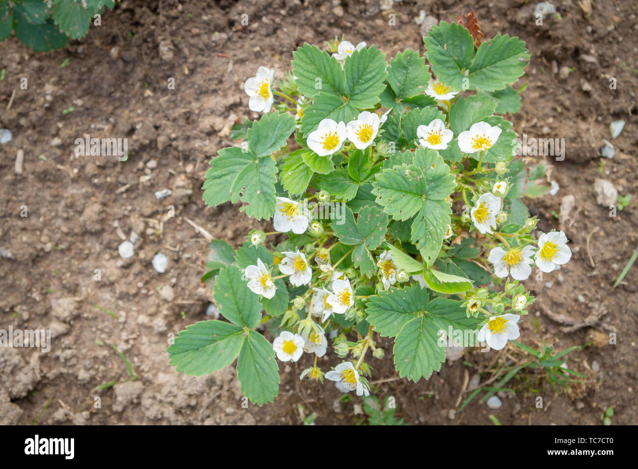 Strawberries bloom in the garden in early summer Stock Photo - Alamy