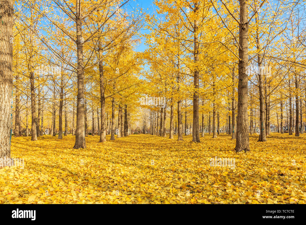 Ginkgo forest hi-res stock photography and images - Alamy