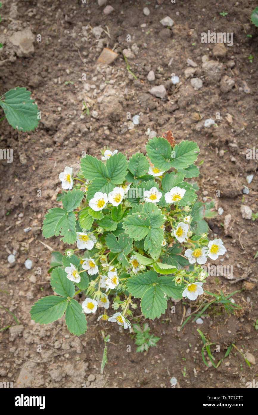 Strawberries bloom in the garden in early summer Stock Photo - Alamy