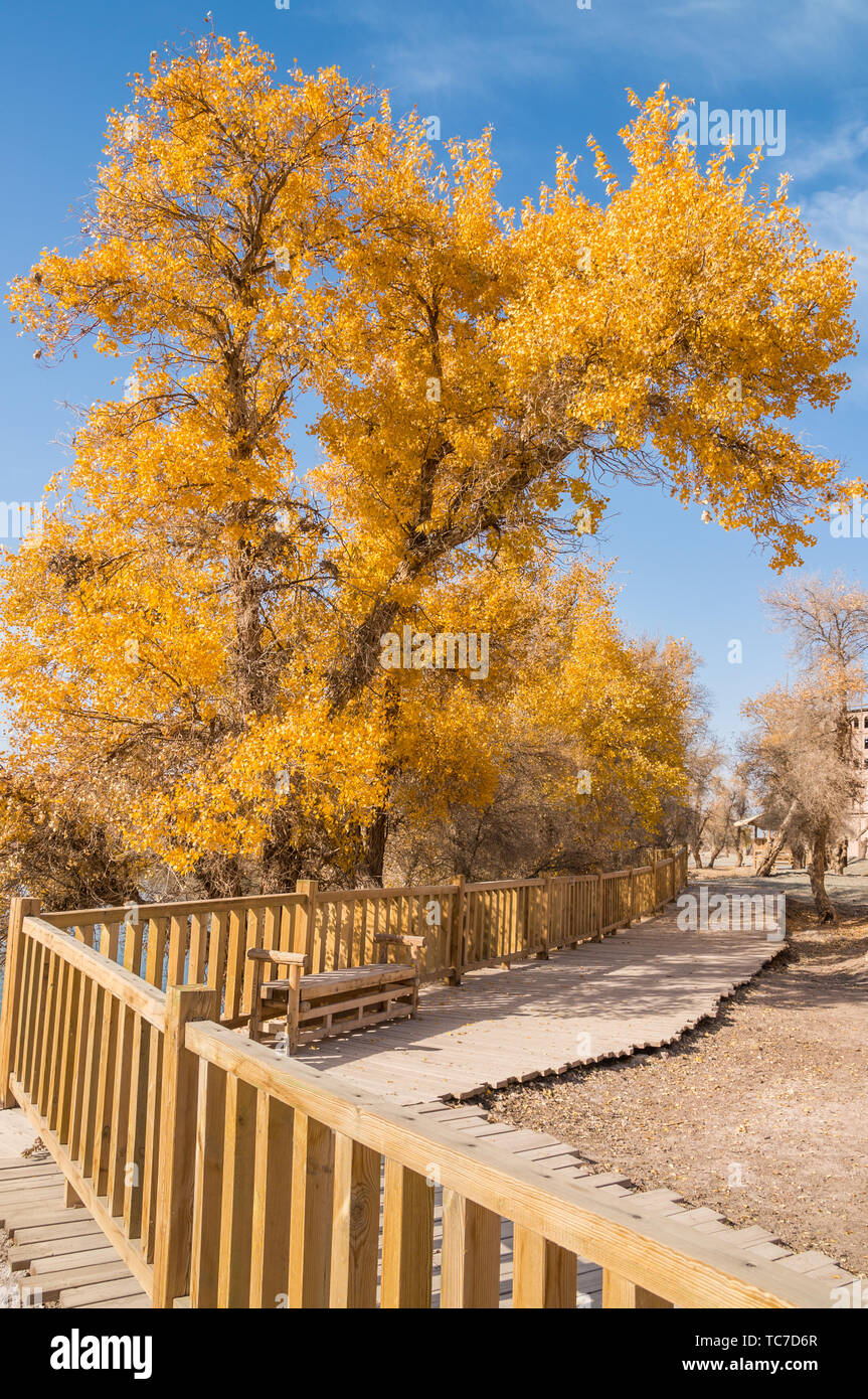 Poplar Lin, lake, reflection, beautiful scenery Stock Photo - Alamy