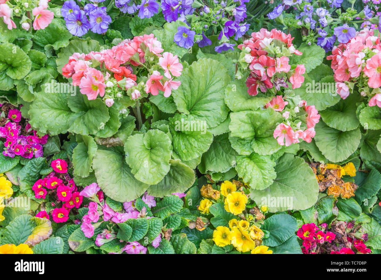 Lush Green Primrose Leaves High Resolution Stock Photography and Images ...