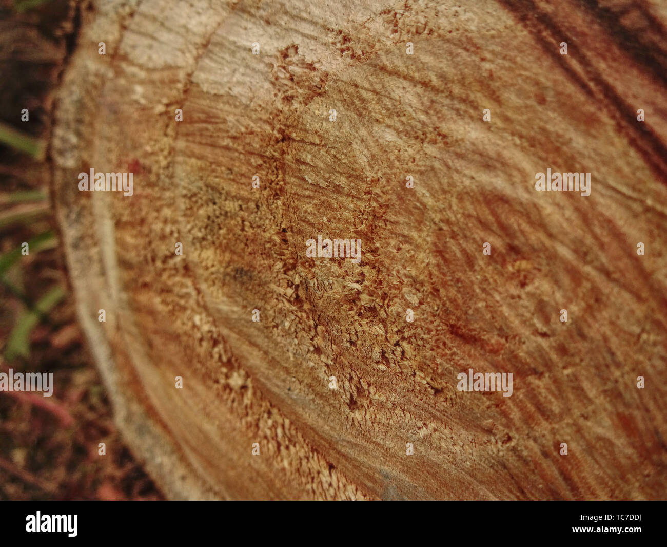 Texture of tree cross section Stock Photo - Alamy