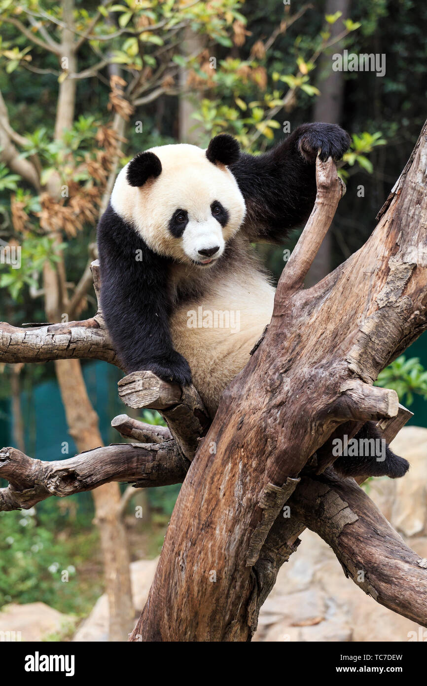Chinas animals hi-res stock photography and images - Alamy
