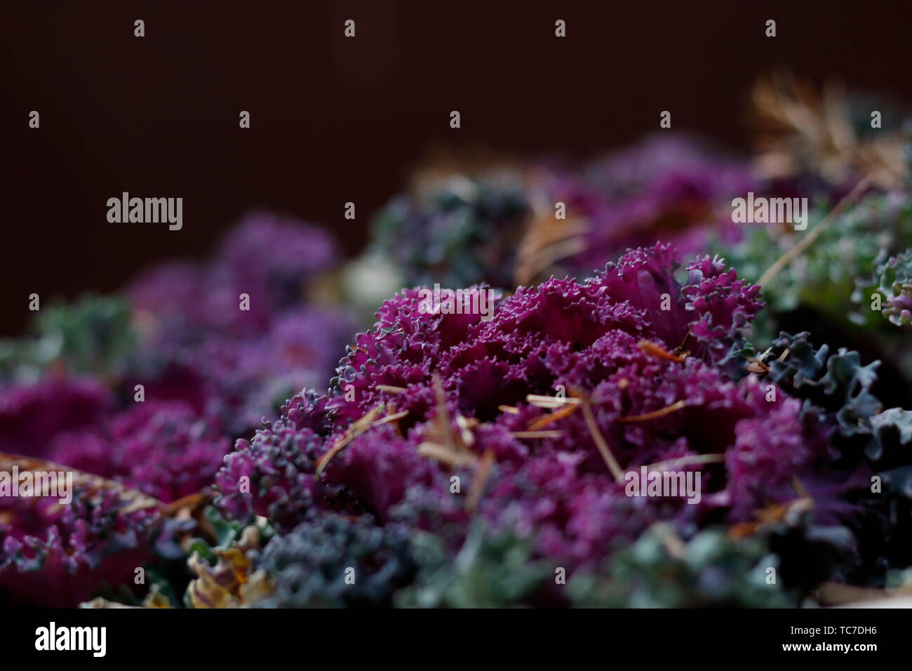 Purple red kale, fresh background illustration Stock Photo - Alamy