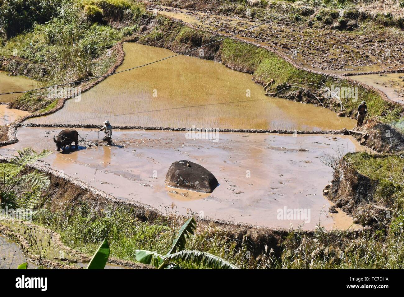 Cordillera philippines rice hi-res stock photography and images - Alamy