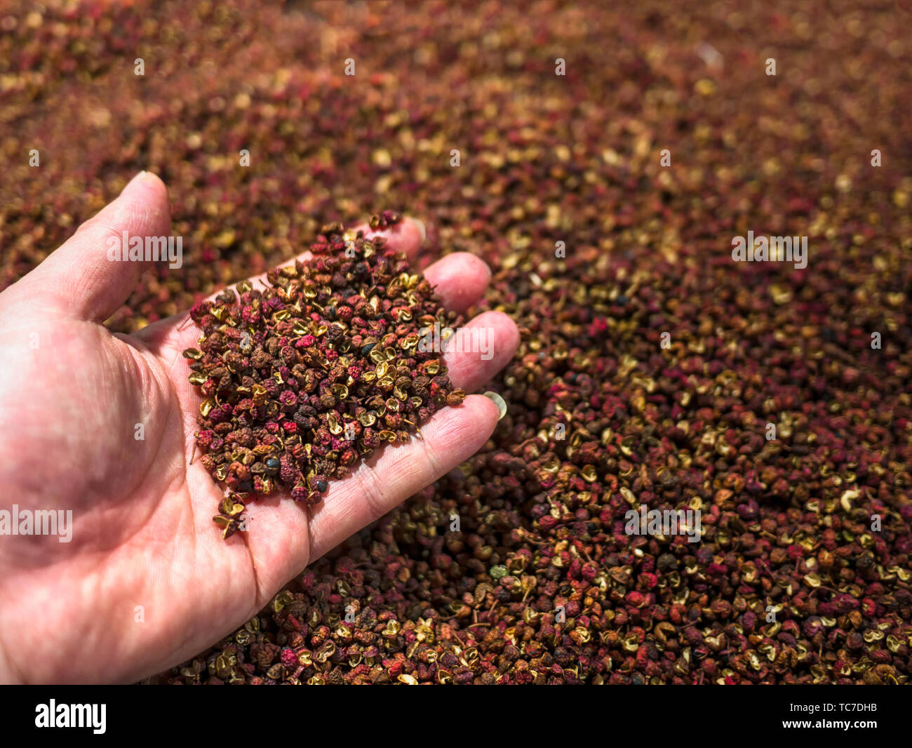 Red pepper on the palm of your hand Stock Photo - Alamy