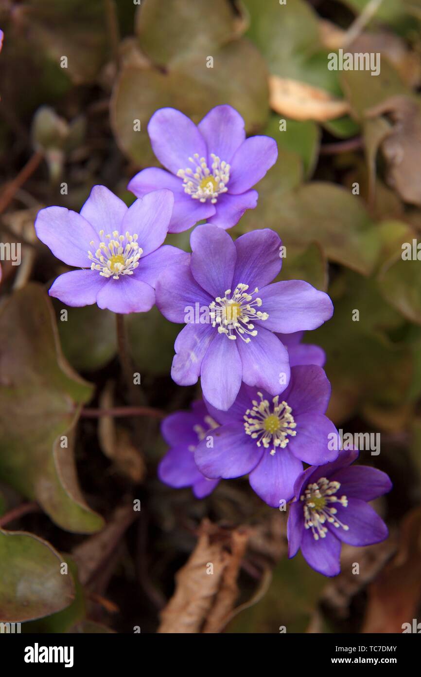 Hepatica hi-res stock photography and images - Alamy