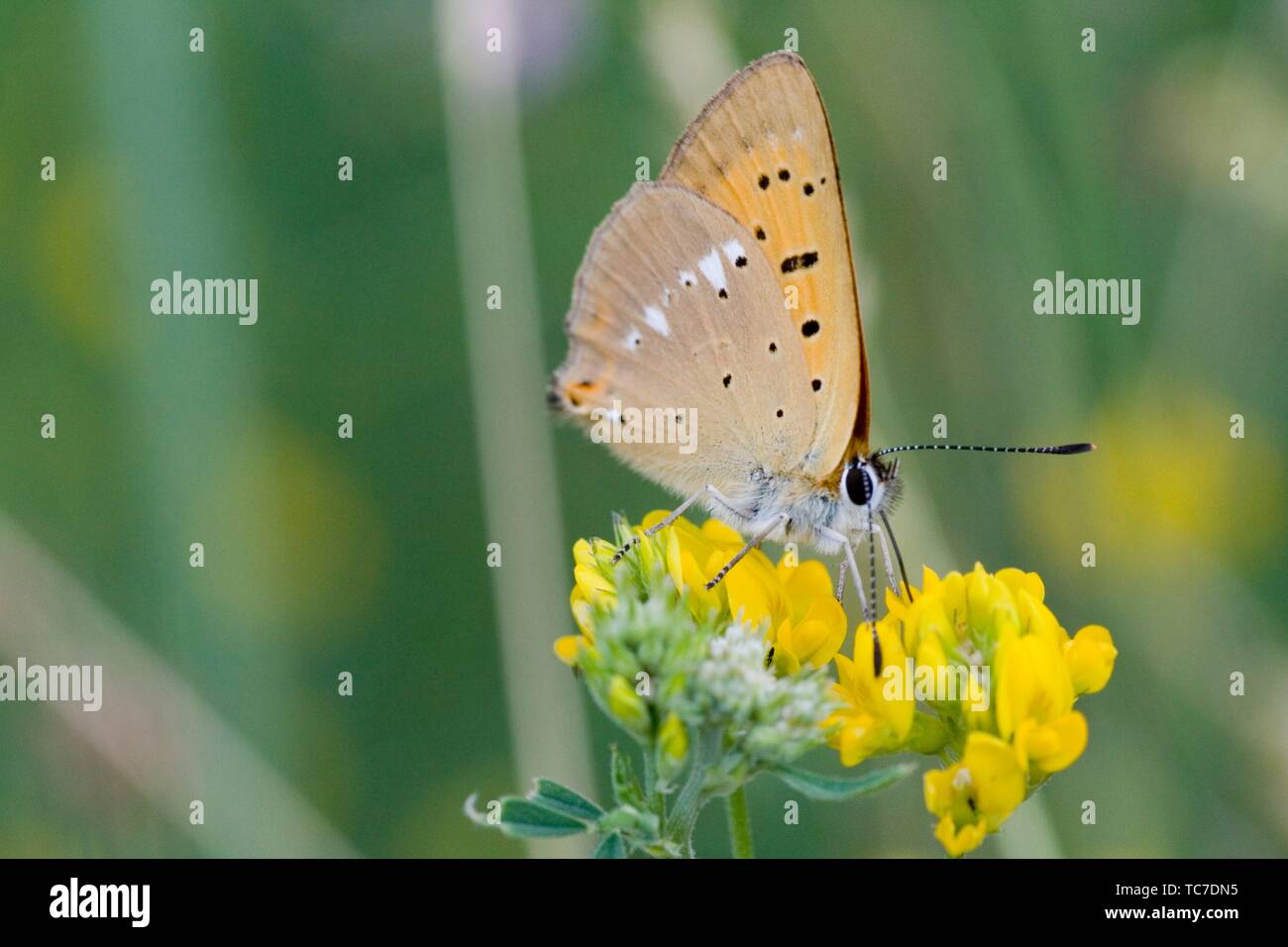 Copper underwing hi-res stock photography and images - Alamy