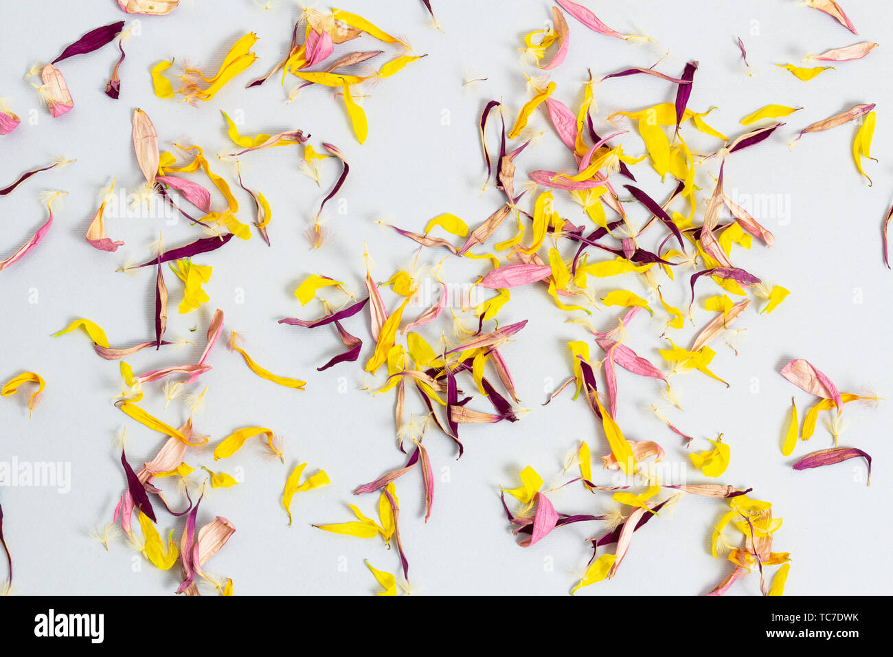 Multicolored Flower Border High Resolution Stock Photography and Images ...