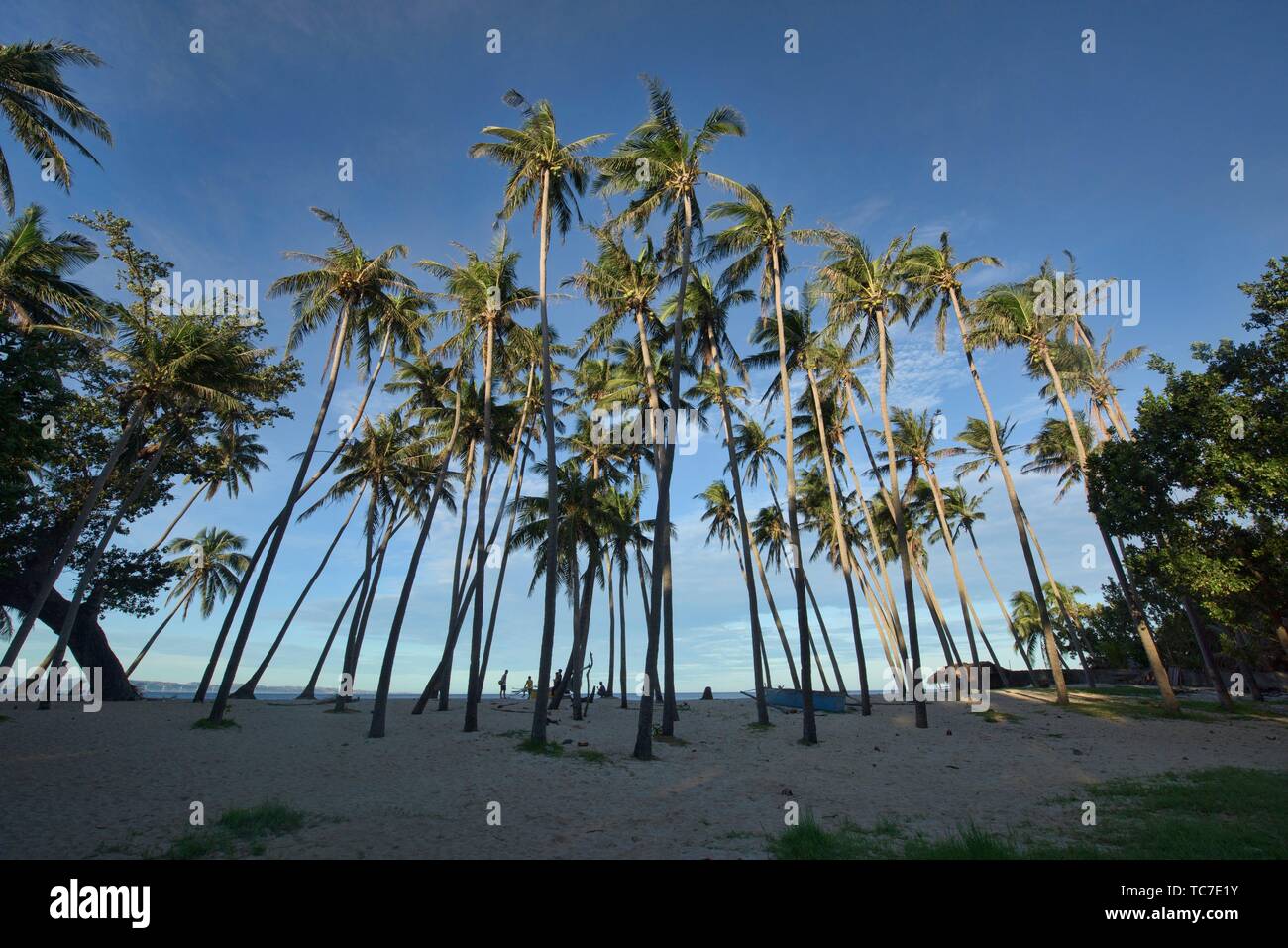 Coconut palms in morning light, Saud Beach, Pagudpud, Luzon ...