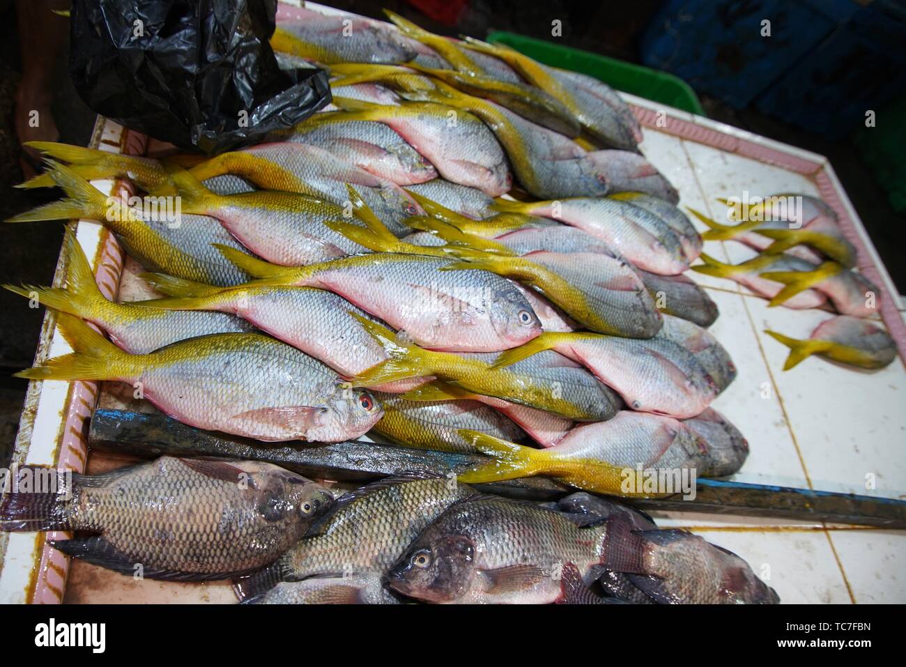 Yellow fin fishes for sale at Pasar Flamboyan fish market, Pontianak ...