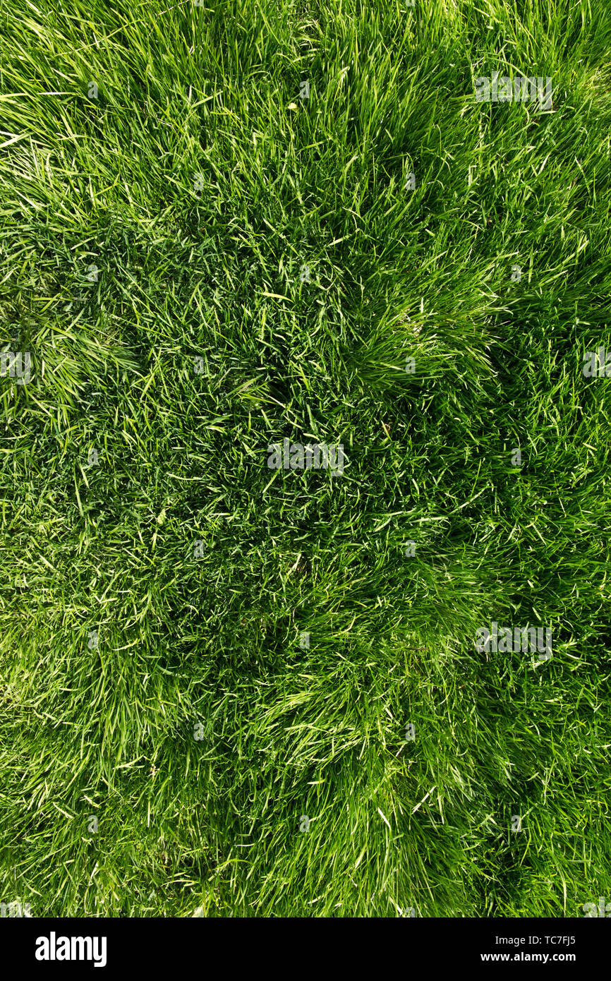 Grass background material Stock Photo - Alamy