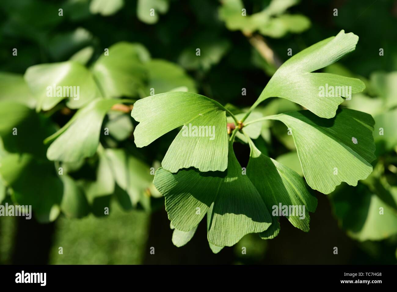 ginkgo tree leaf Stock Photo - Alamy