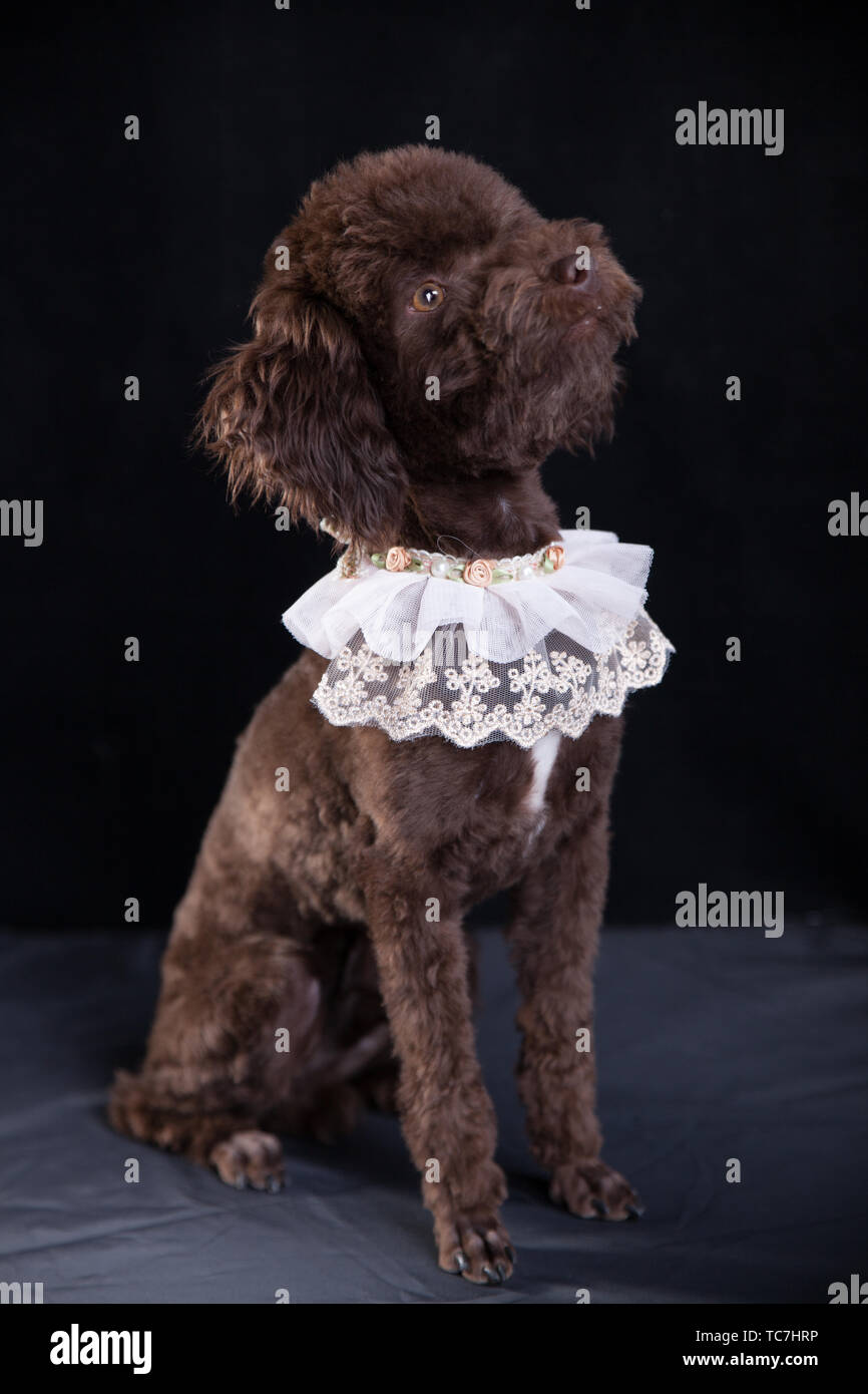 Multiple types of pet dogs Stock Photo - Alamy