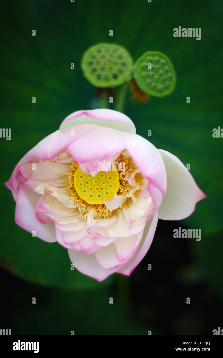 Aquatic plants in foreign countries hi-res stock photography and images ...