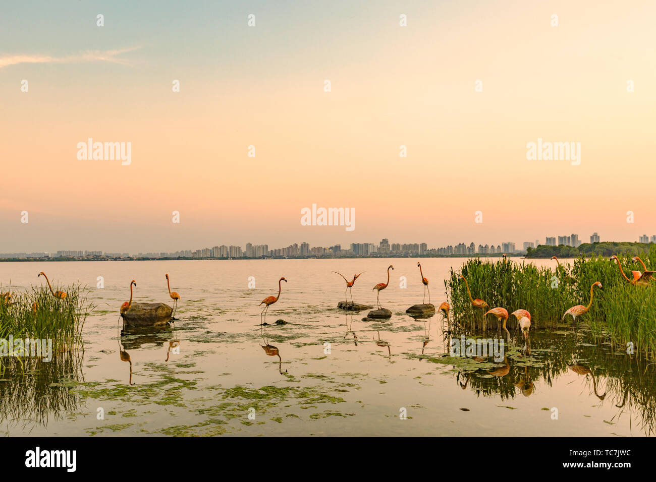 Jinji Lake Area, Suzhou Stock Photo - Alamy