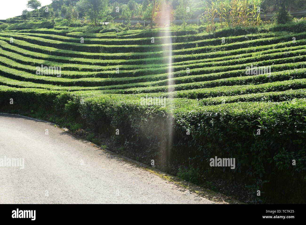 Tea garden scenery Stock Photo - Alamy