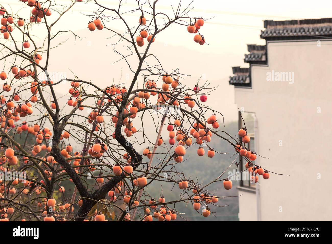 The persimmon is red Stock Photo - Alamy