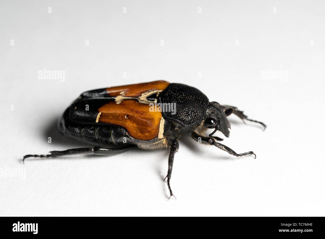 Beetle malaysia hi-res stock photography and images - Alamy