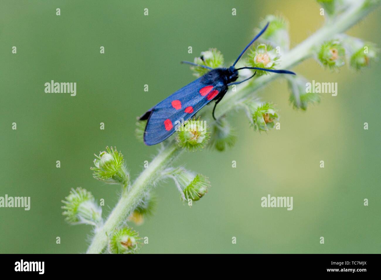 Blue Moth High Resolution Stock Photography and Images - Alamy