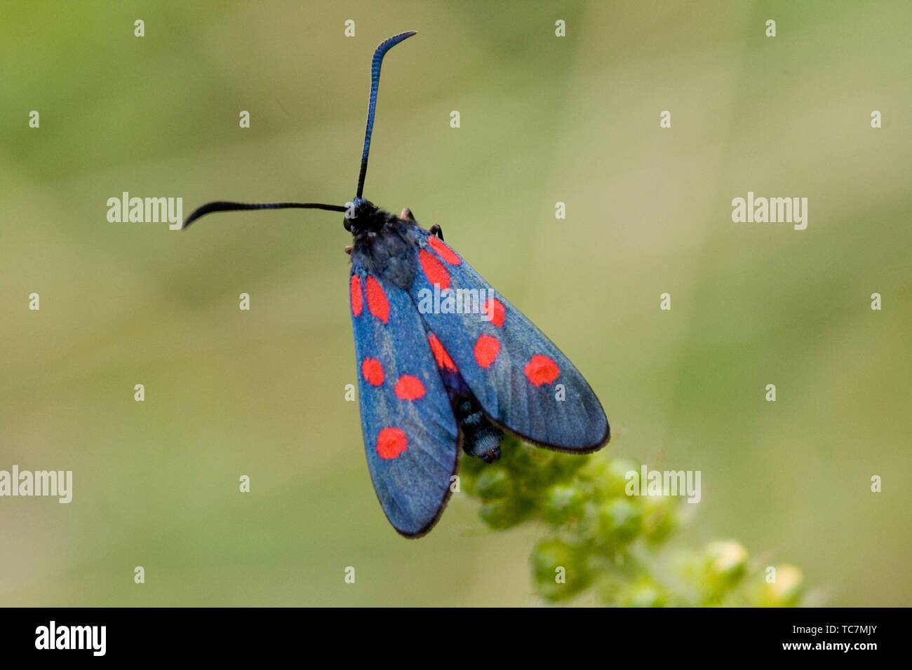 Blue Moth High Resolution Stock Photography and Images - Alamy