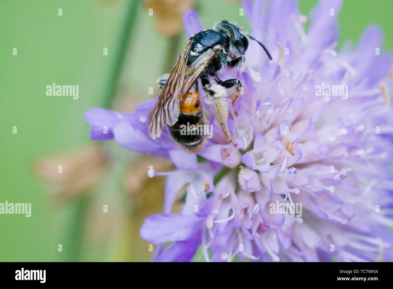 Solitary bee species hi-res stock photography and images - Alamy