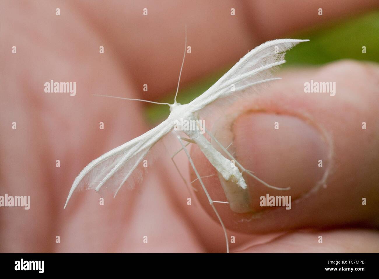 Five finger root hi-res stock photography and images - Alamy