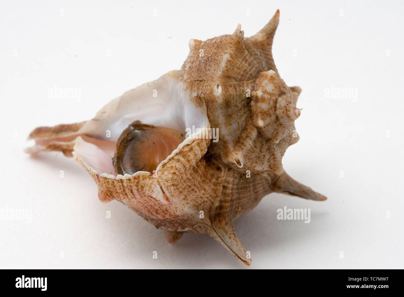 Dye murex hi-res stock photography and images - Alamy