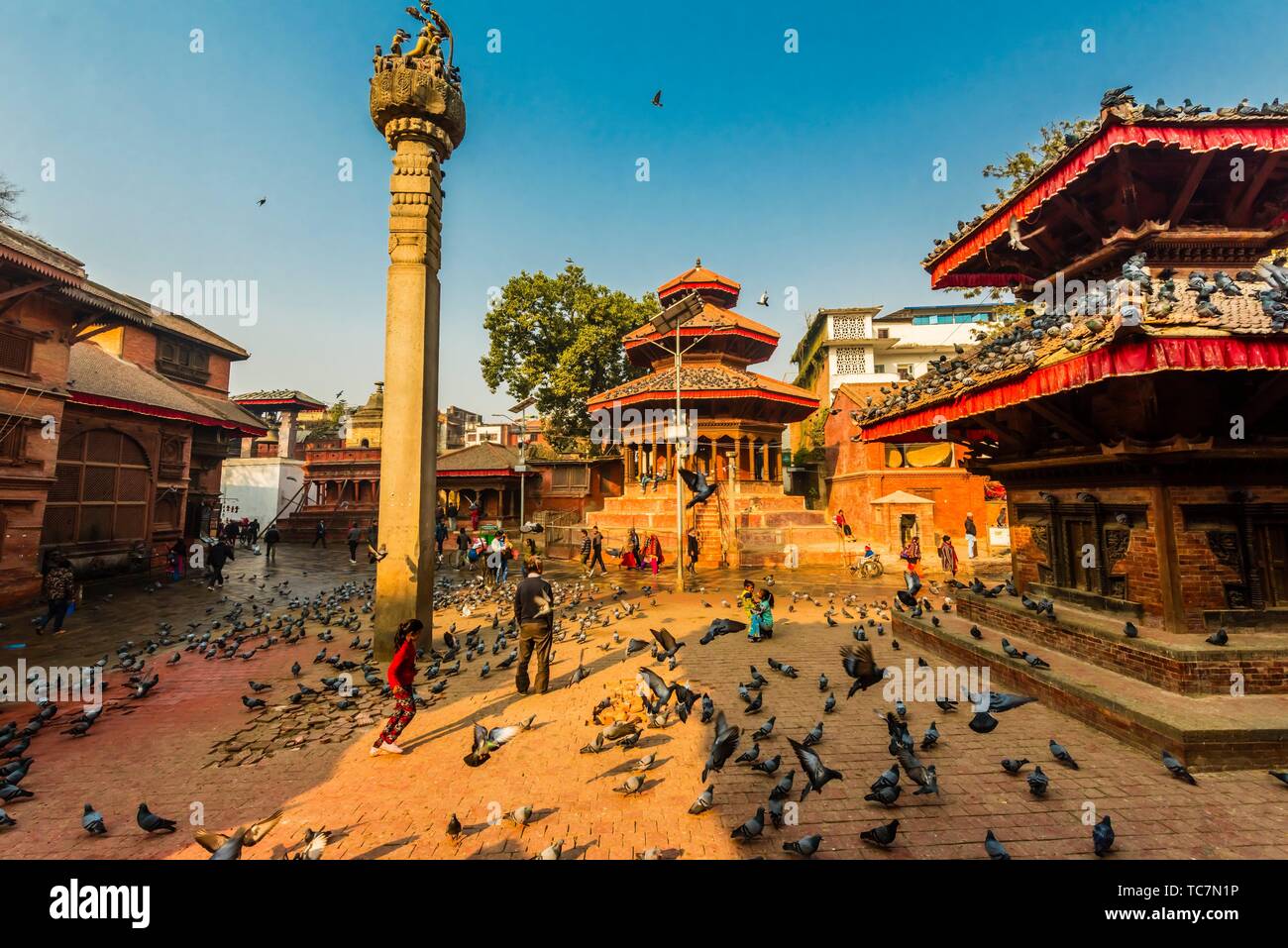 Column Pigeon Pigeons High Resolution Stock Photography and Images - Alamy