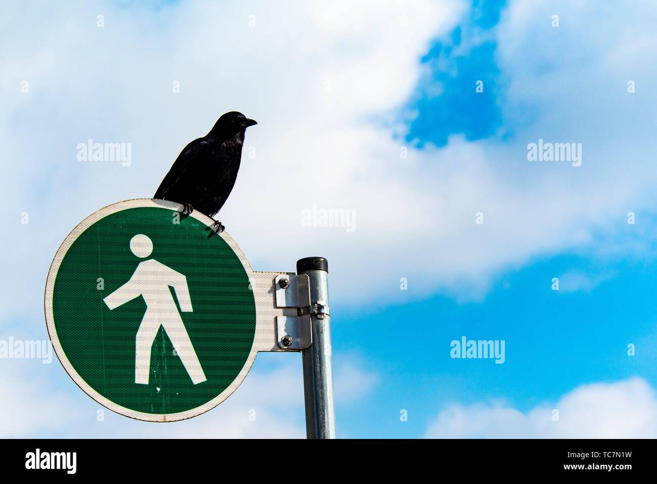 Crow on sign hi-res stock photography and images - Alamy