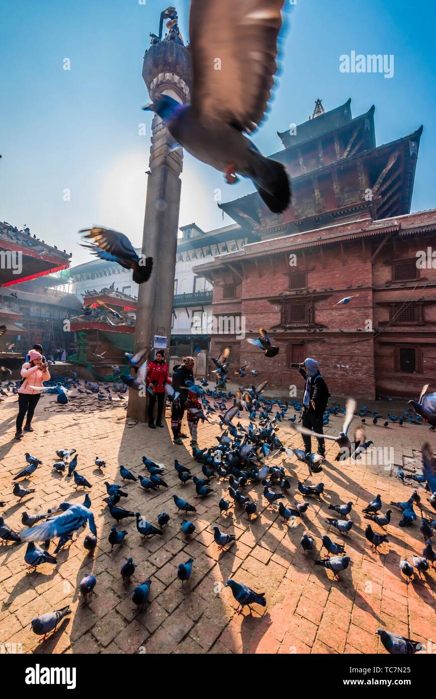 Column Pigeon Pigeons High Resolution Stock Photography and Images - Alamy