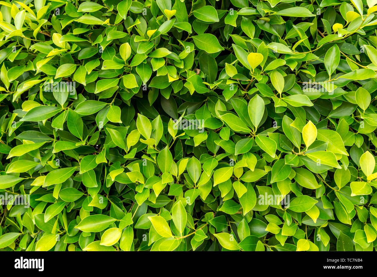 Bush Texture