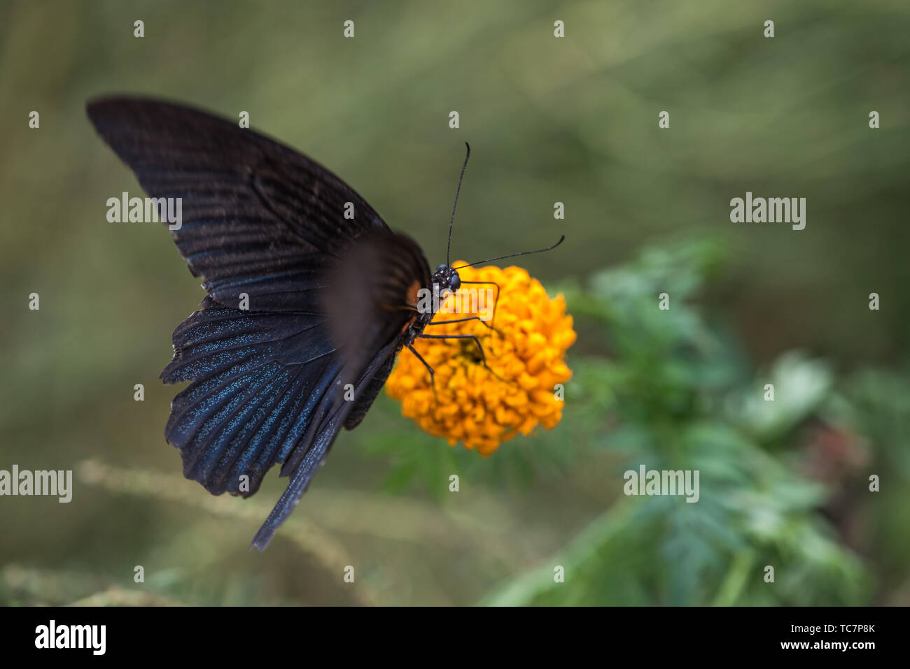 Butterfly crest hi-res stock photography and images - Alamy