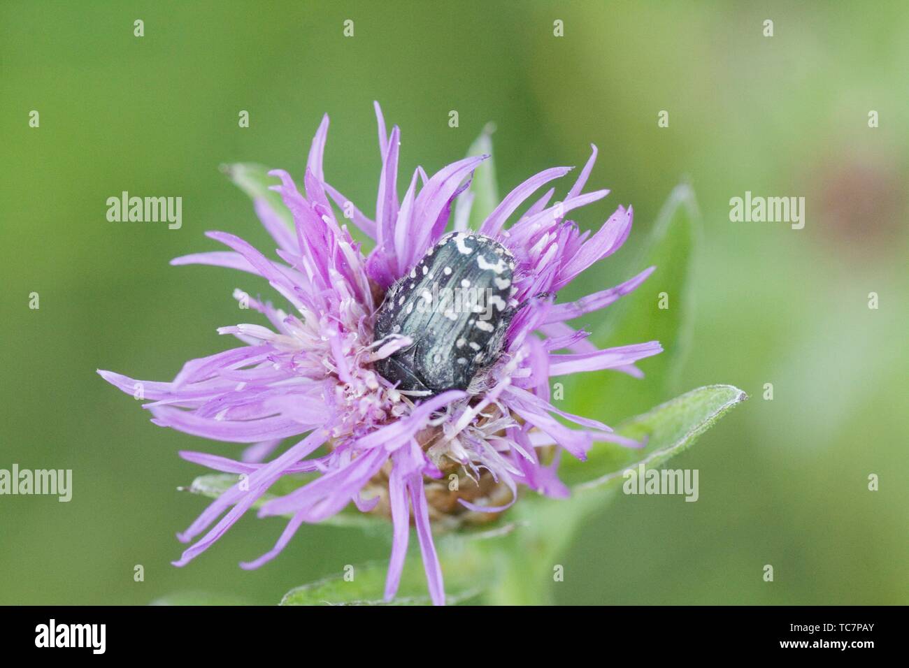 Black rose chafer hi-res stock photography and images - Alamy
