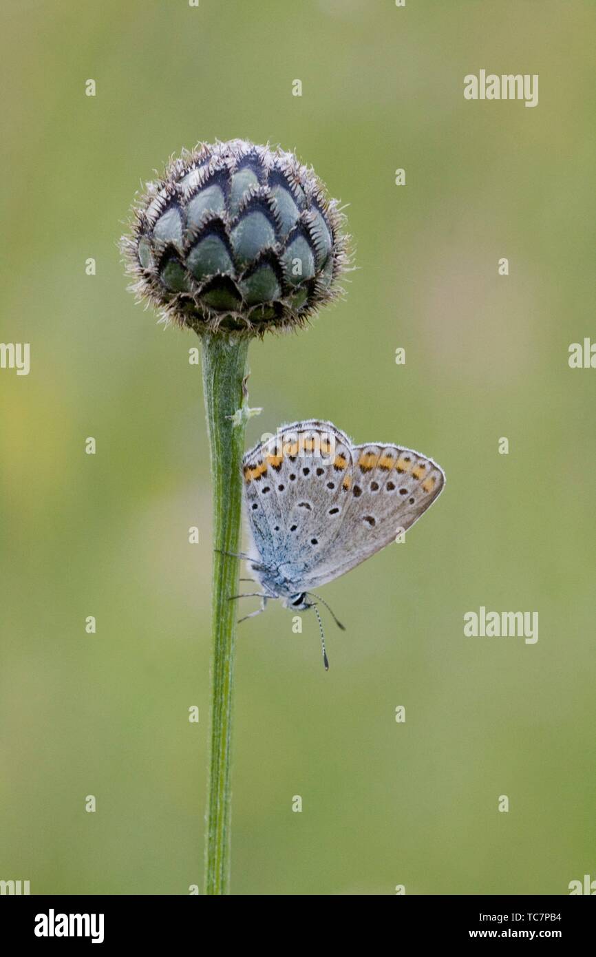 Underwing marking hi-res stock photography and images - Alamy