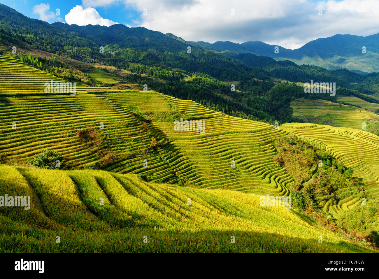 Guilin Dragon Ridge terrace scenery Stock Photo - Alamy