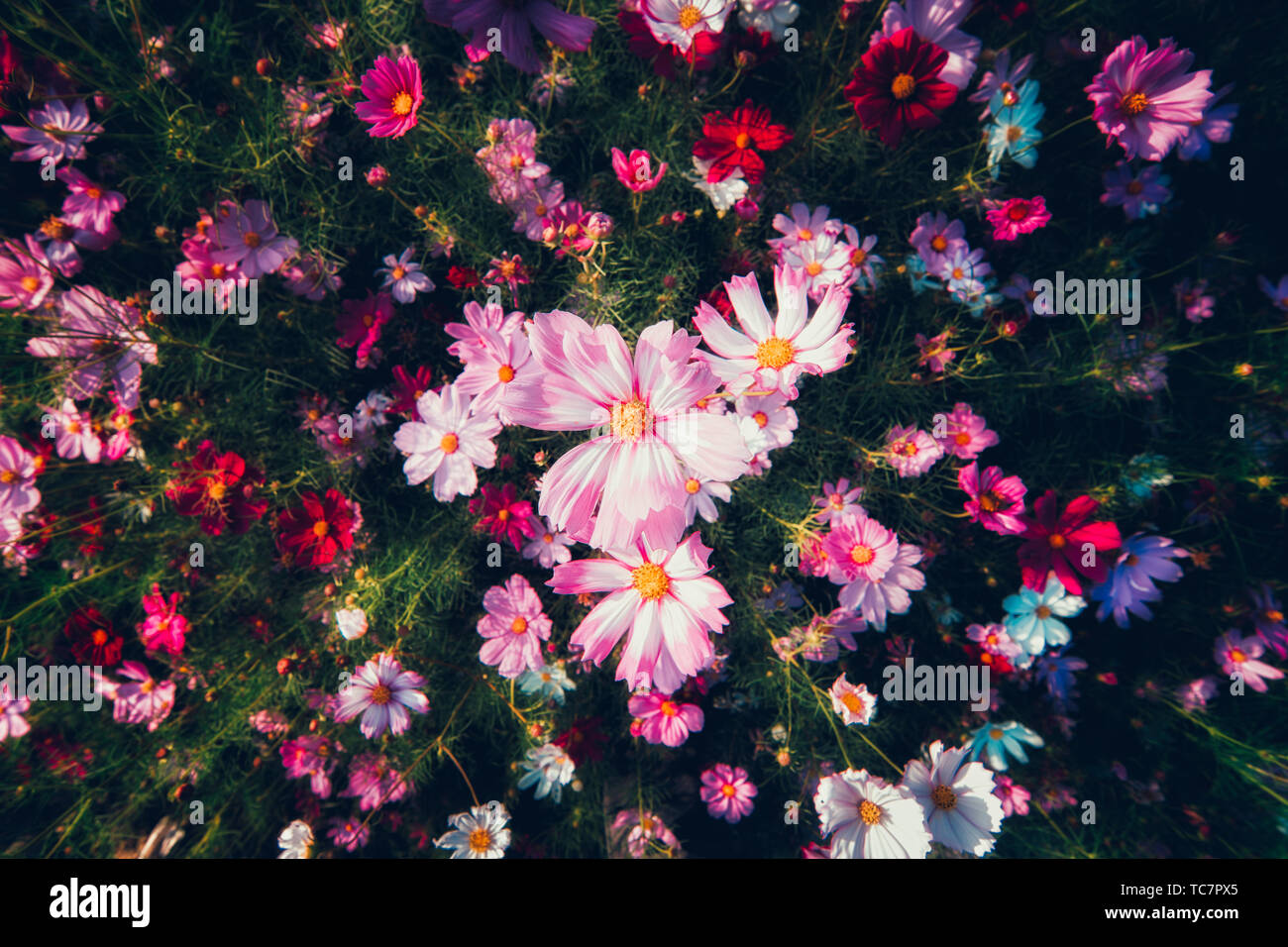 Flower series seasons hi-res stock photography and images - Alamy