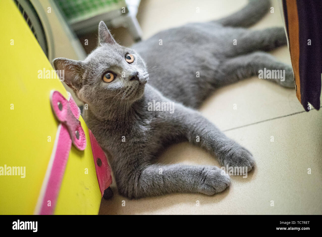 english blue cat Stock Photo - Alamy