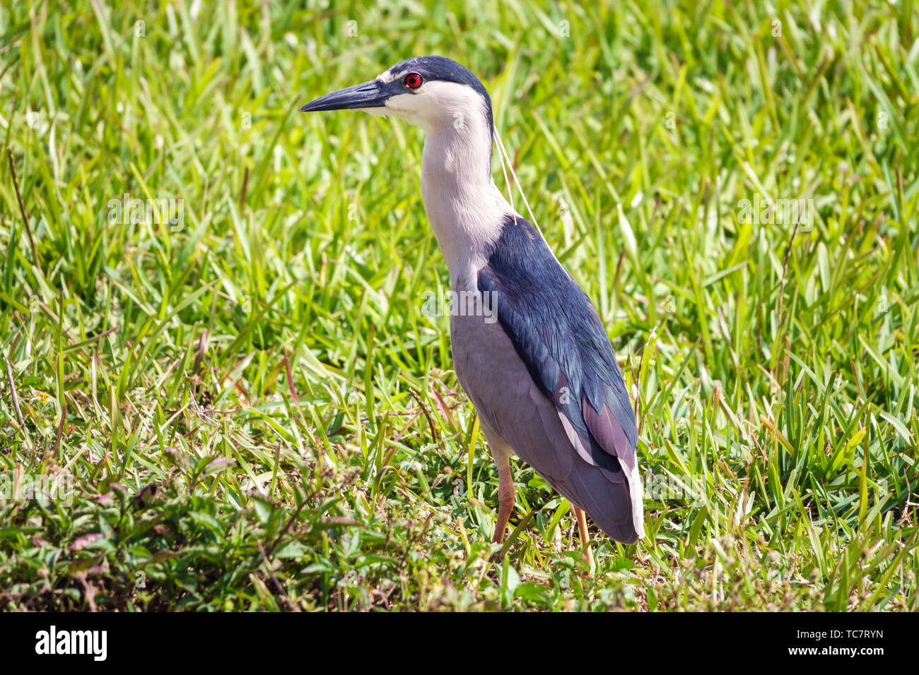 Miami Florida,Doral,black-crowned night heron Nycticorax nycticorax ...