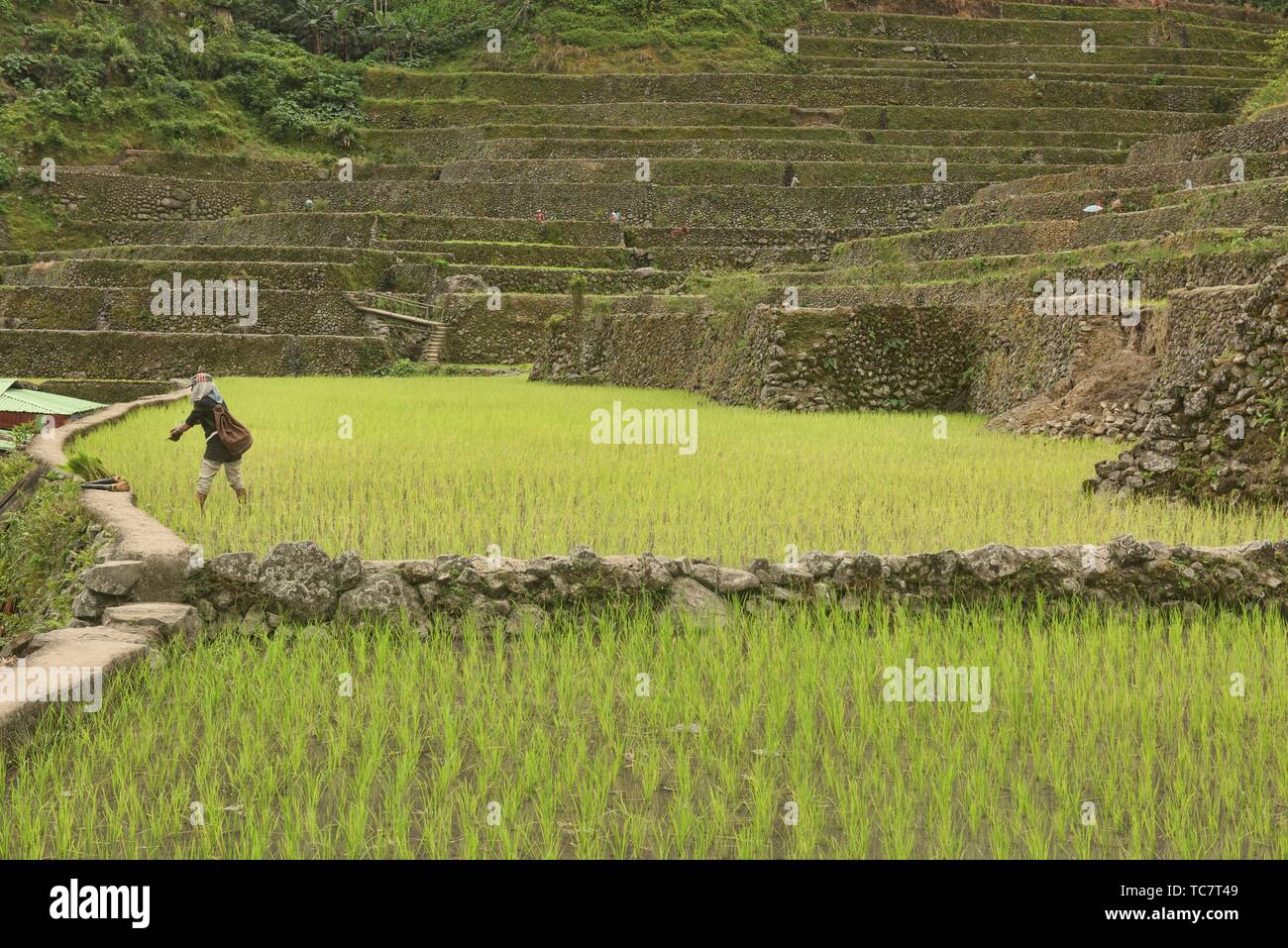 The amazing UNESCO stone rice terraces of Batad, Banaue, Mountain ...
