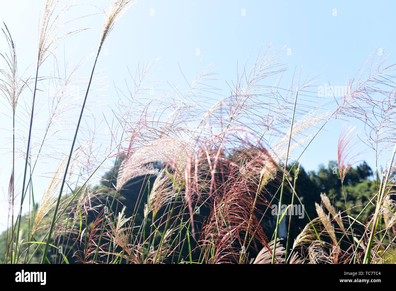 Reed hd hi-res stock photography and images - Alamy