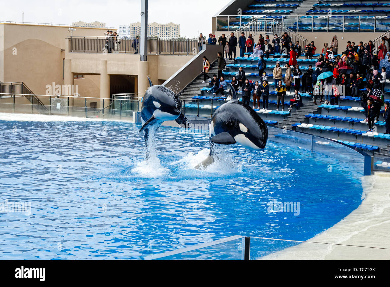 killer whale show Stock Photo - Alamy