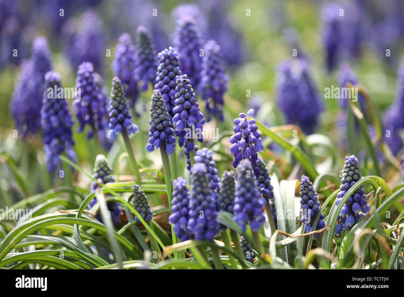 How to dry hyacinth flowers hi-res stock photography and images - Alamy